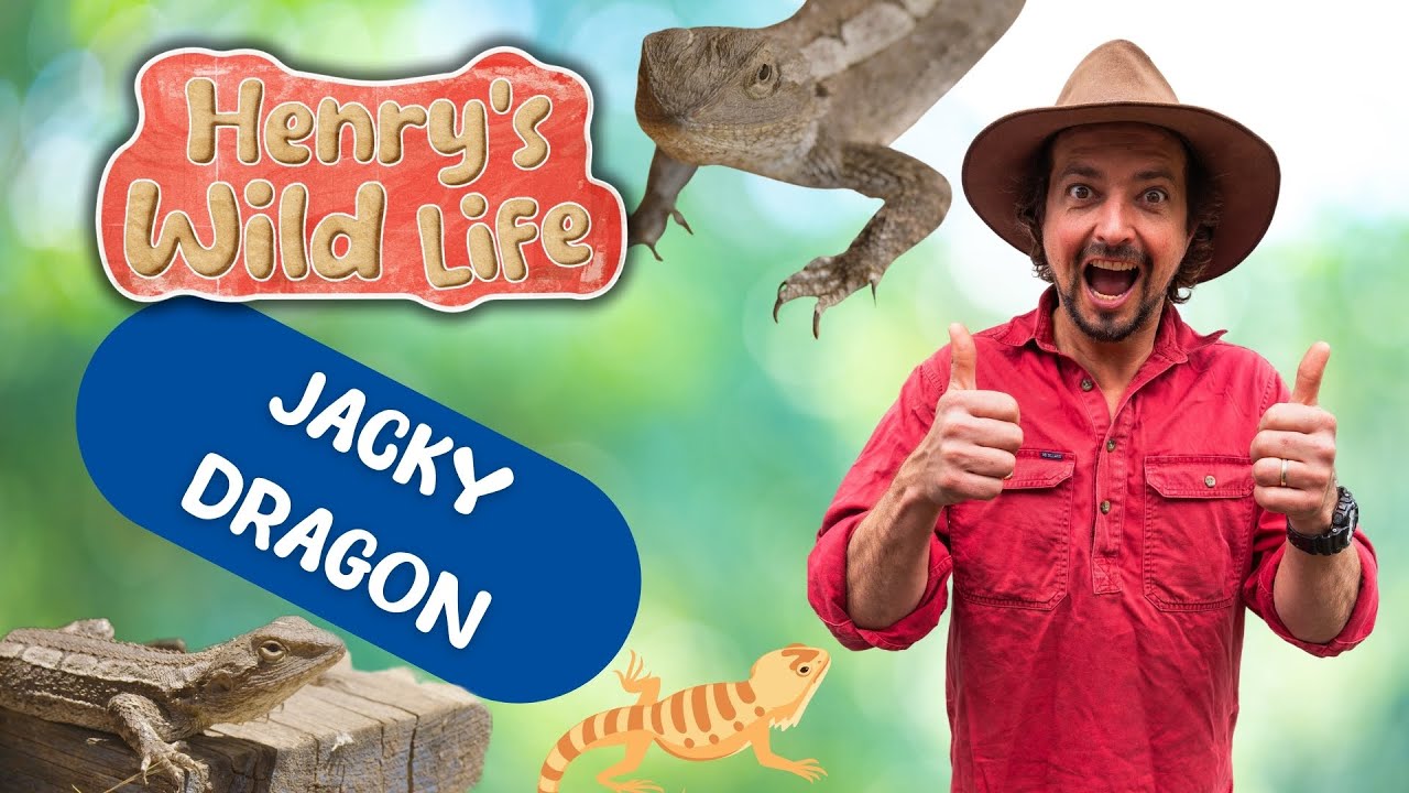 Jacky Dragon - Henry's Wild Life AUSTRALIA - YouTube
