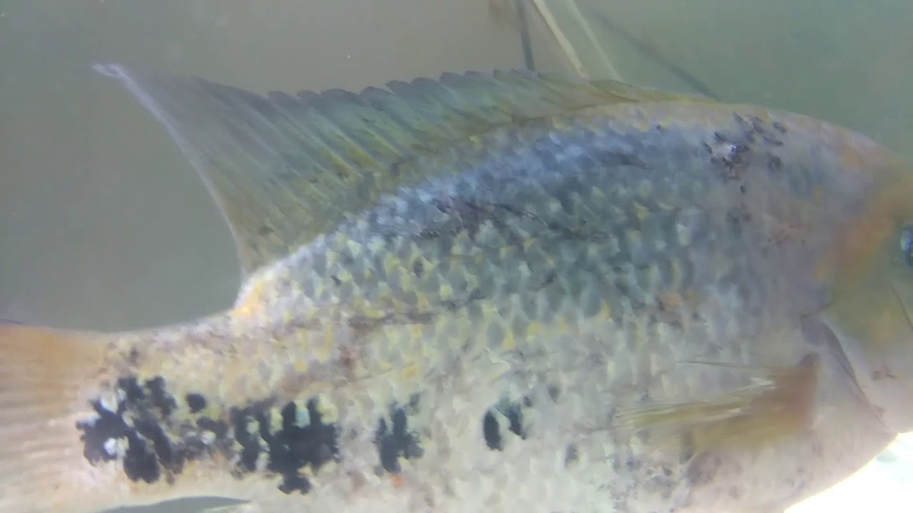 Rescued A Paratheraps synspilum Cichlid - YouTube