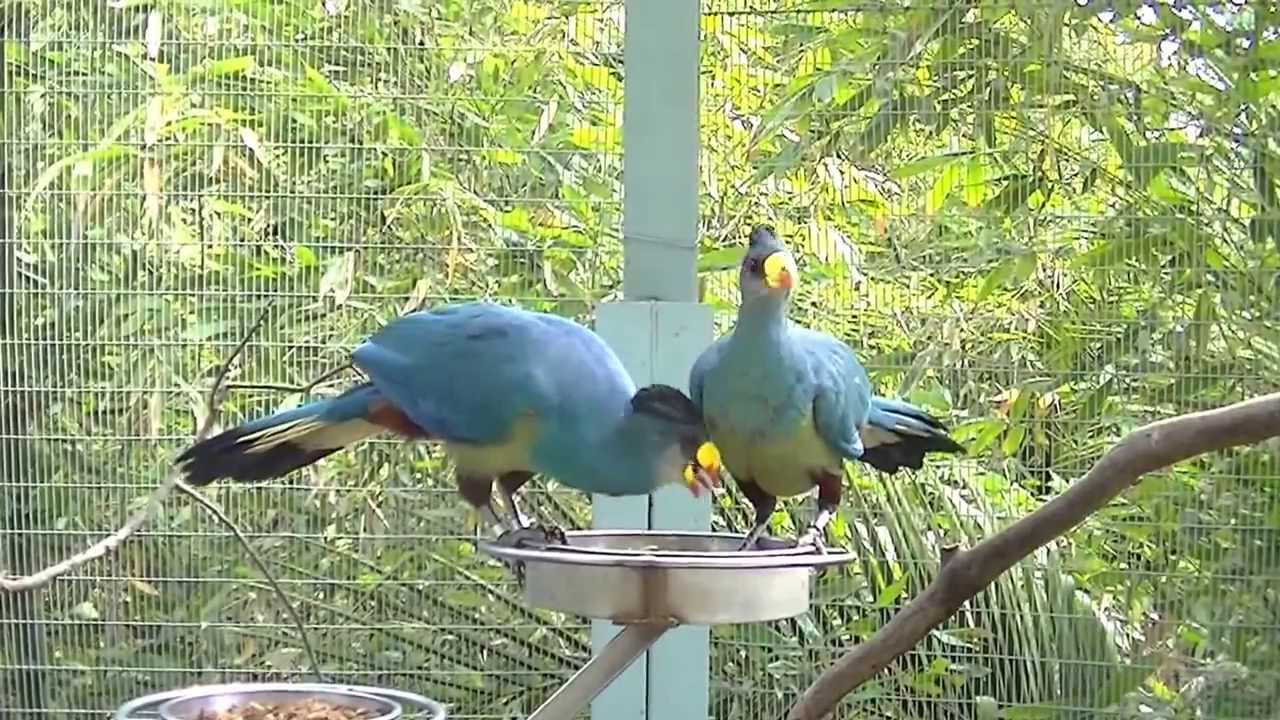 Great Blue Turaco - YouTube