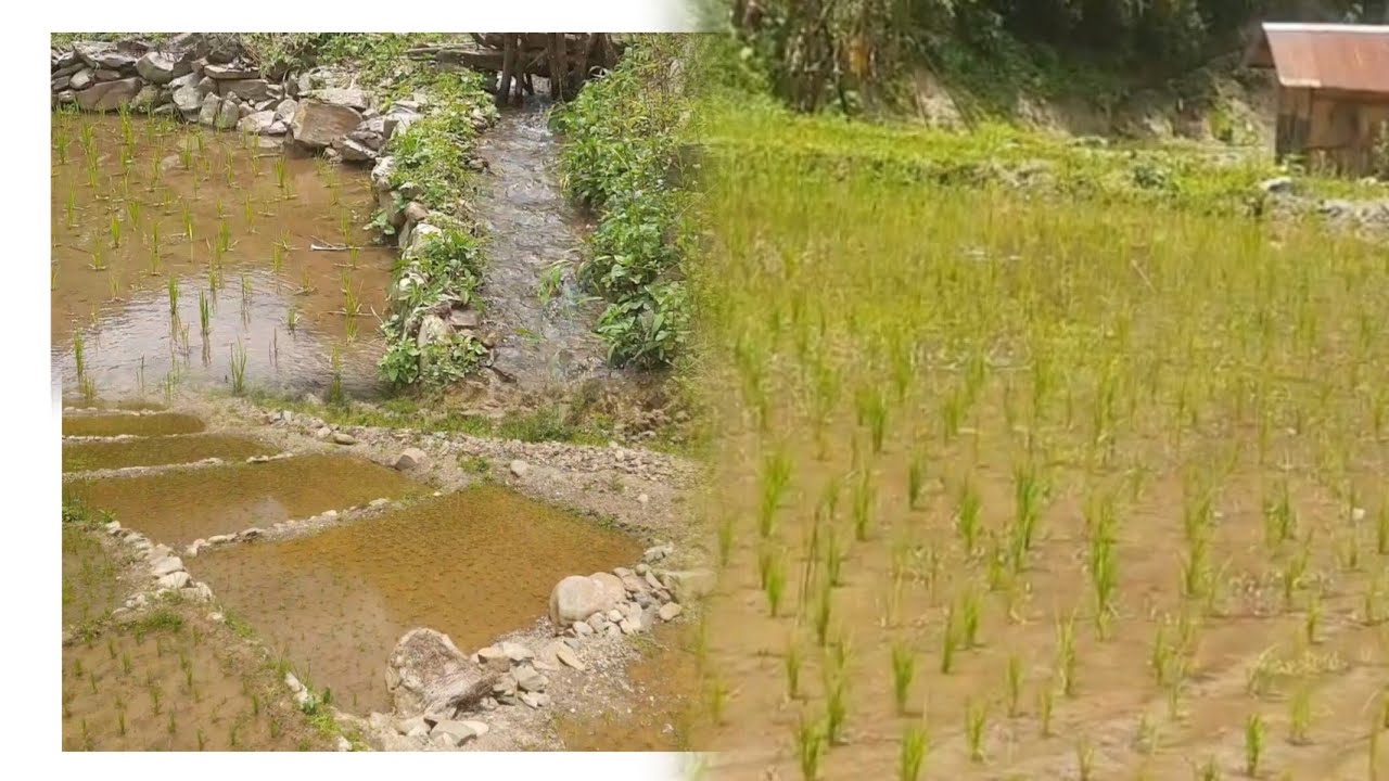 REMEMBRANCE My Paddy Field. How I Repaired it After Destroyed By Floods ...