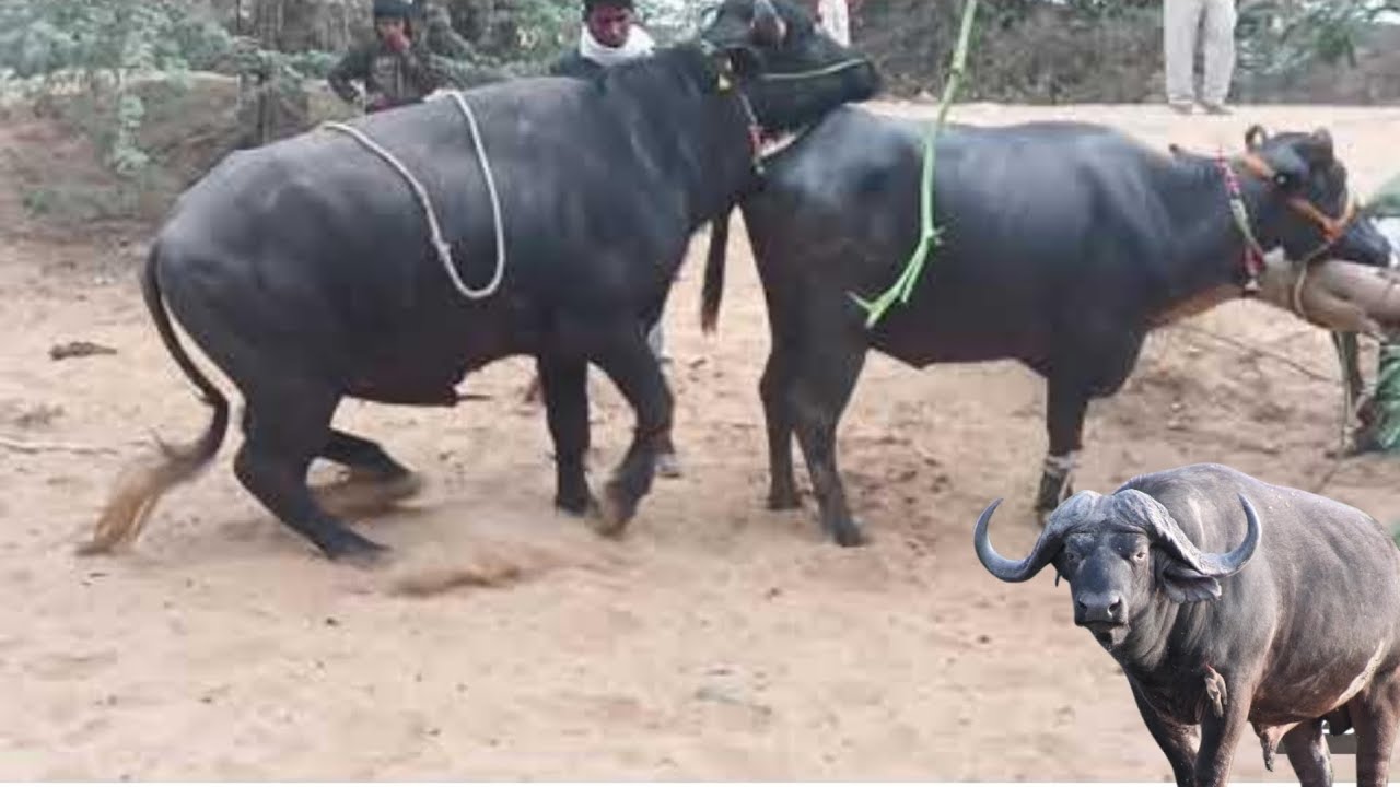Buffalo meeting in village - Animal meeting video mating video season ...