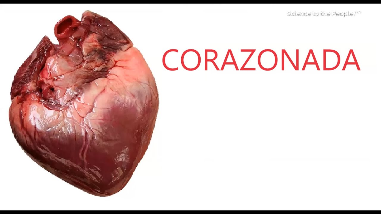 CORAZONADA: Cómo evitar la Enfermedad Cardiovascular - Webinar Completo por Ernesto Prieto ...