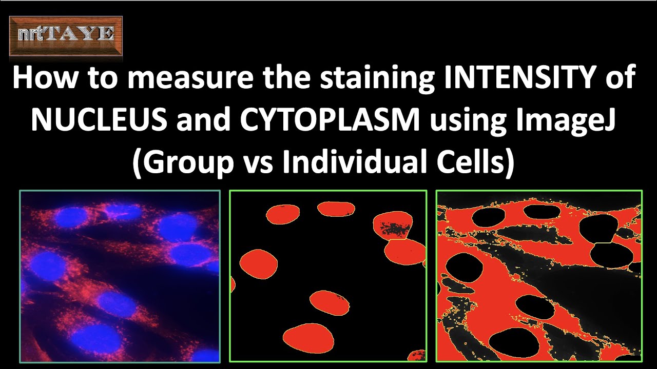 How To Measure The Staining INTENSITY Of NUCLEUS And CYTOPLASM Using How To Measure The Staining INTENSITY Of NUCLEUS And CYTOPLASM Using