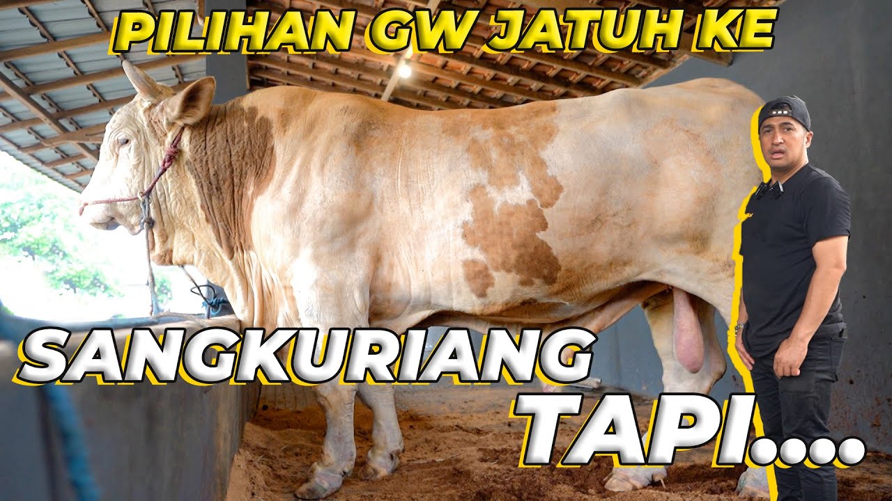 MAAF YA CONDROSIMO, AKU KEPINCUT SANGKURIANG... TAPI KALAH CEPET ...