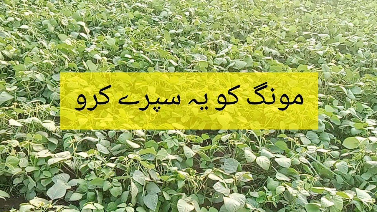 moong farming |moong farming in pakistan |moong farming in punjab ...