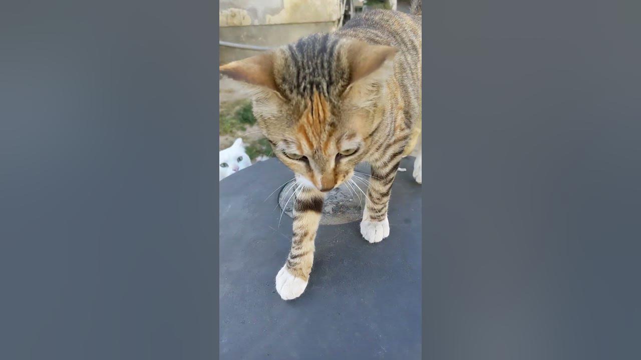 Уличные кошки мяукают 😻 Смешные коты 😹 Stray Cats Meow 🐈 Funny Cats 😸