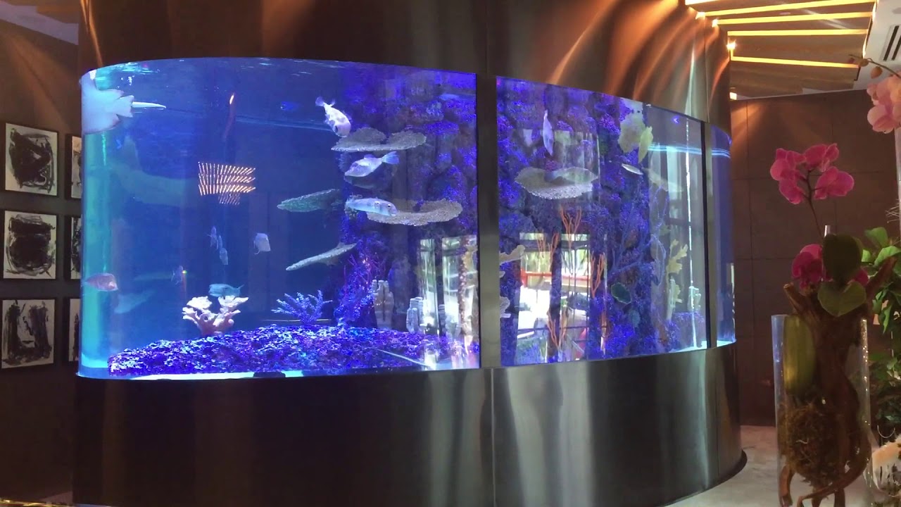 12000 Gallon Aquarium at Echo Brickell downtown Miami - YouTube