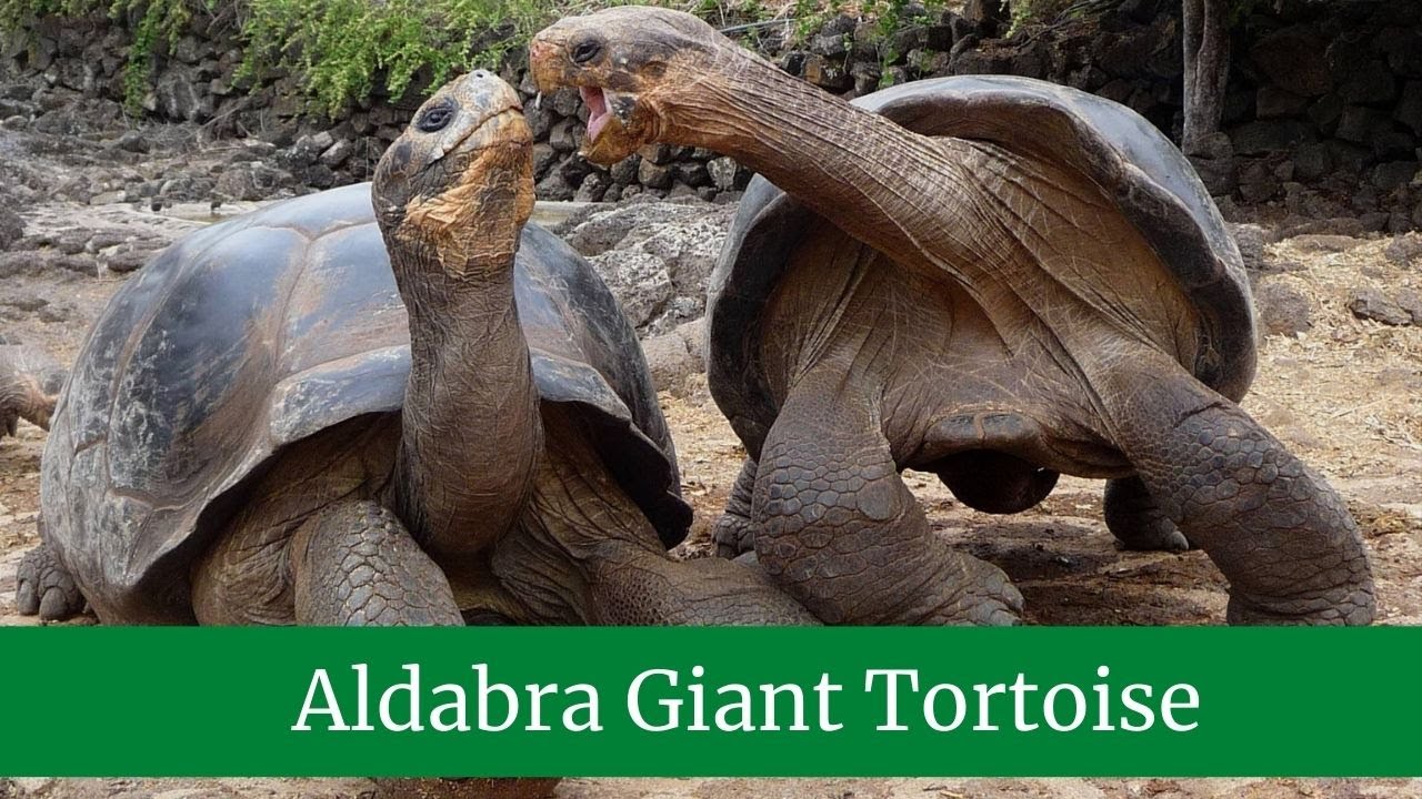 Aldabra Giant Tortoise Classification and Evolution, Habitat, Lifestyle ...