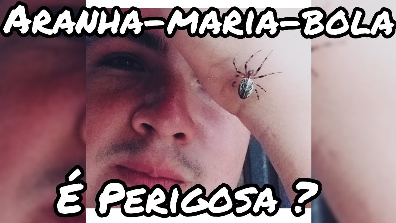 A ARANHA-MARIA-BOLA É PERIGOSA ? - YouTube