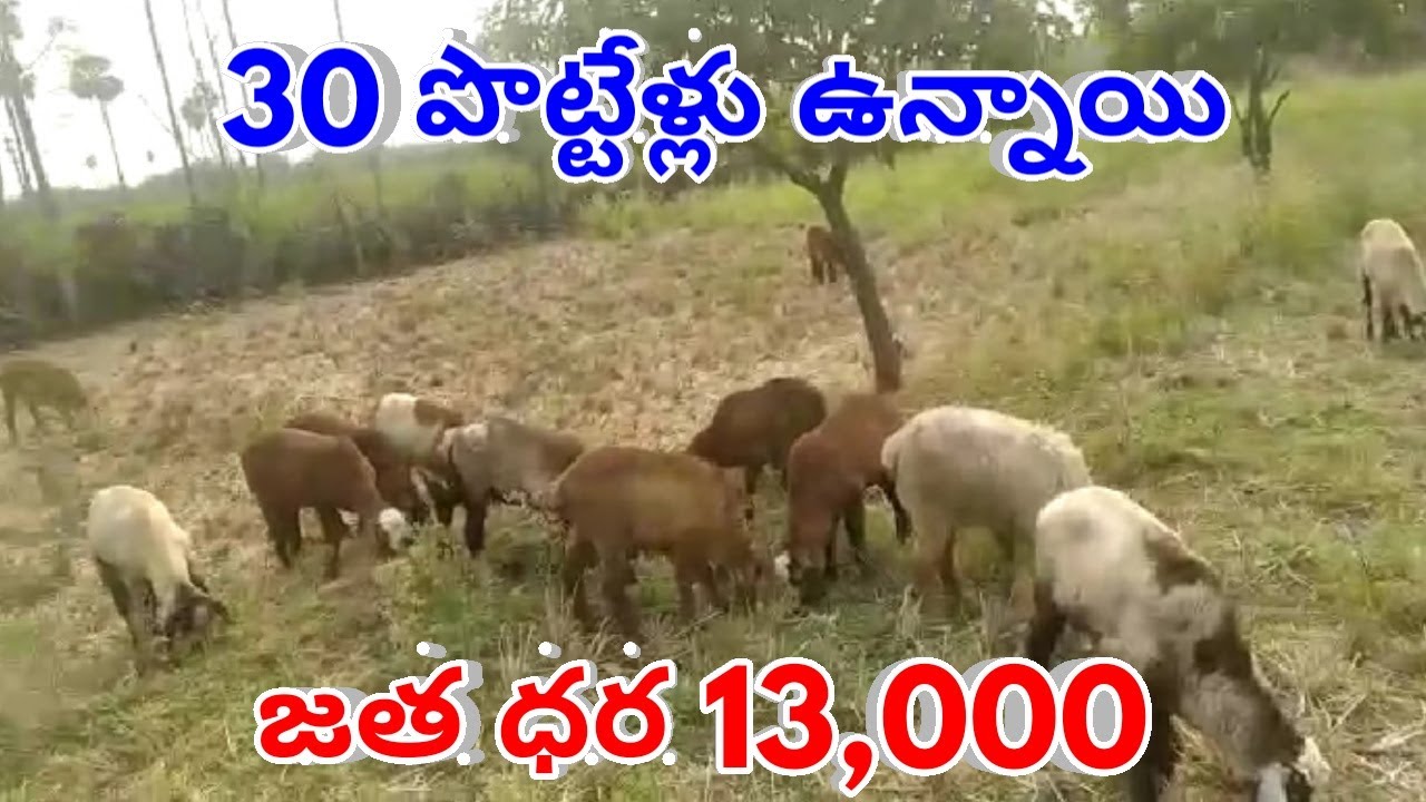TELANGANA BREED RAMS A&F FARMS 93914 46652 - YouTube