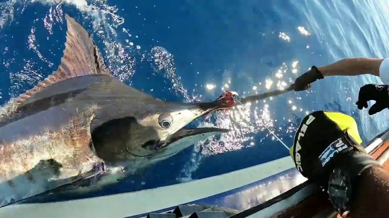 Blue marlin Azores - best of 2018 - YouTube