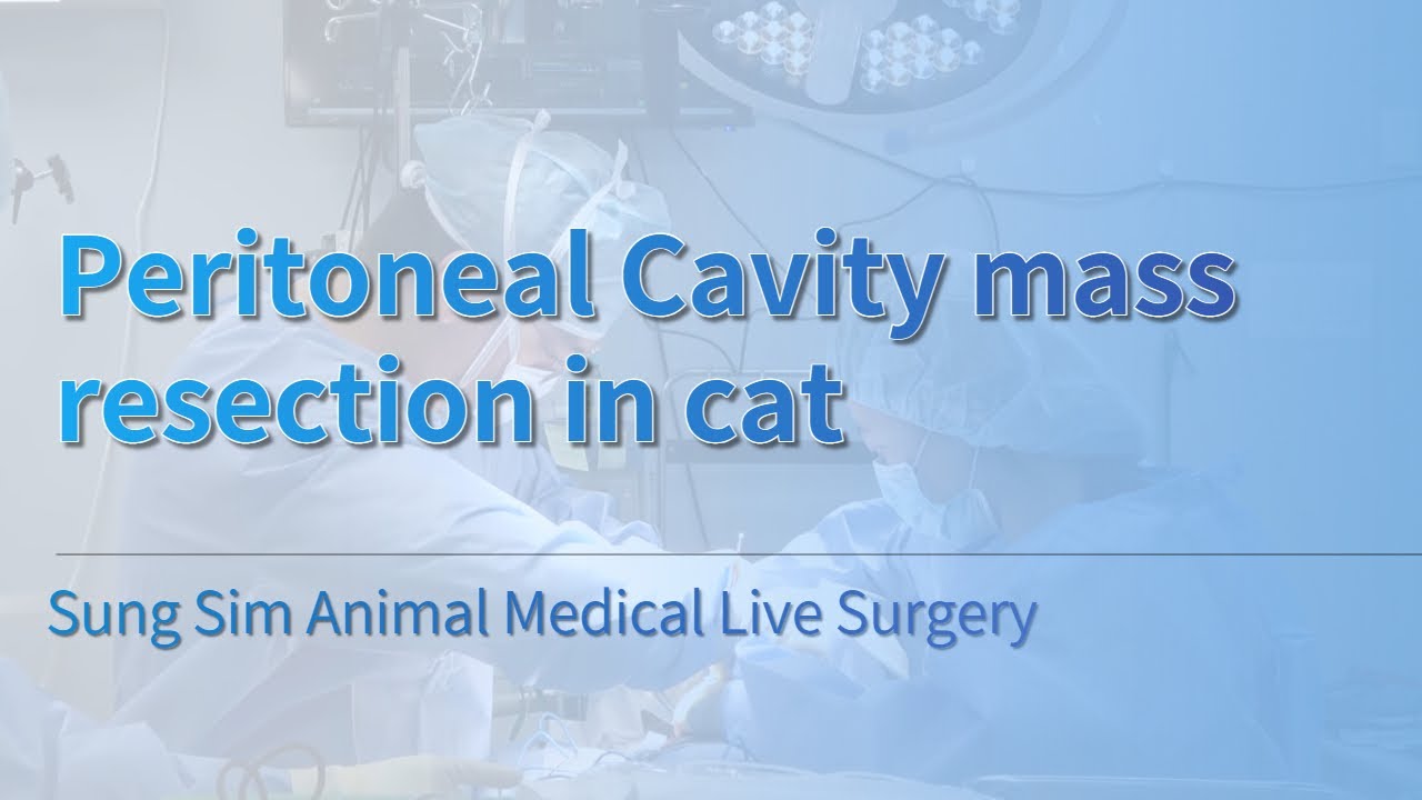 [Warning] Peritoneal Cavity mass resection in cat Sung Sim Animal ...