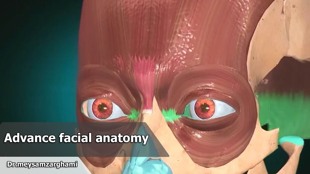 Advance facial anatomy - part 2 - YouTube