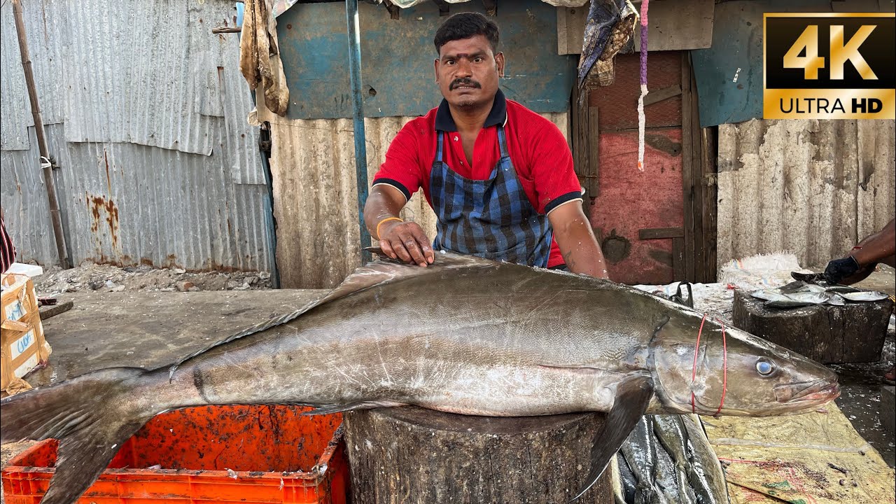 Kadora fish cutting video Fishcuttingrs #fishcuttingrs #kasimedu #fish ...