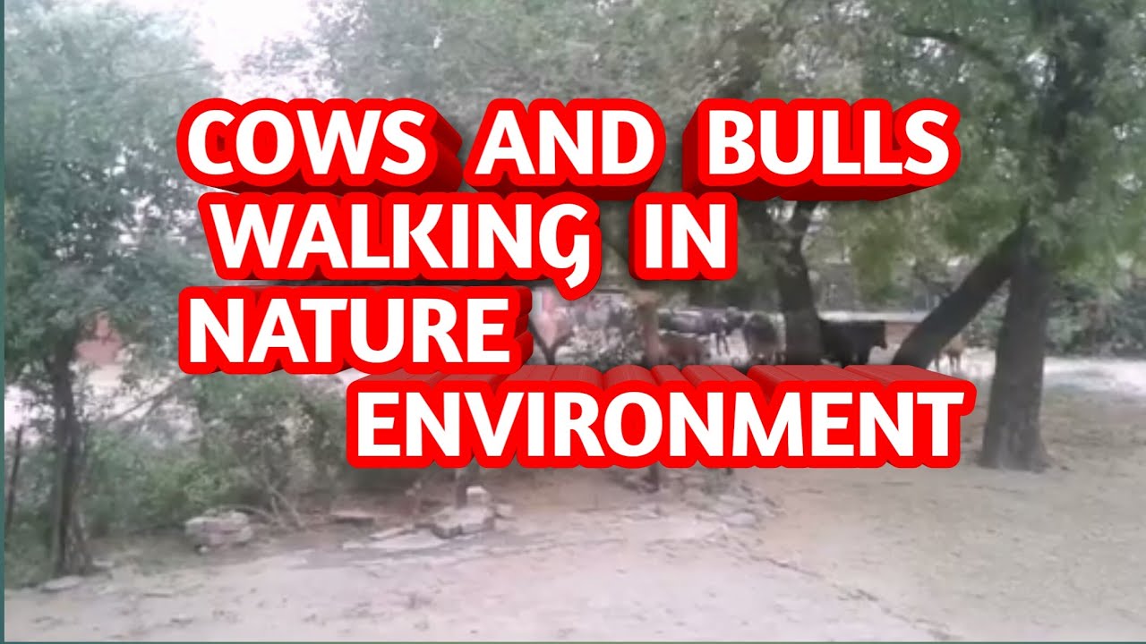 What is the nature of bull || What is the nature of cow #youtubeshorts ...