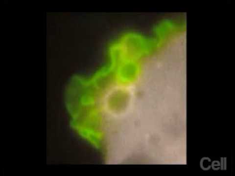 Visualizing early steps in endosomal maturation - YouTube