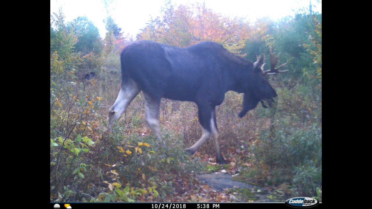 Moose Birth - New London, NH - YouTube