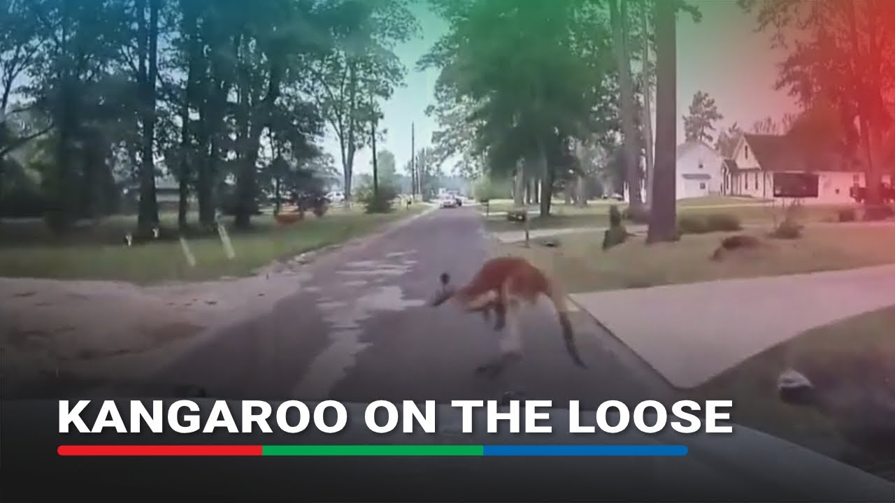 Kangaroo on the loose surprises Texas police officer | ABS-CBN News ...