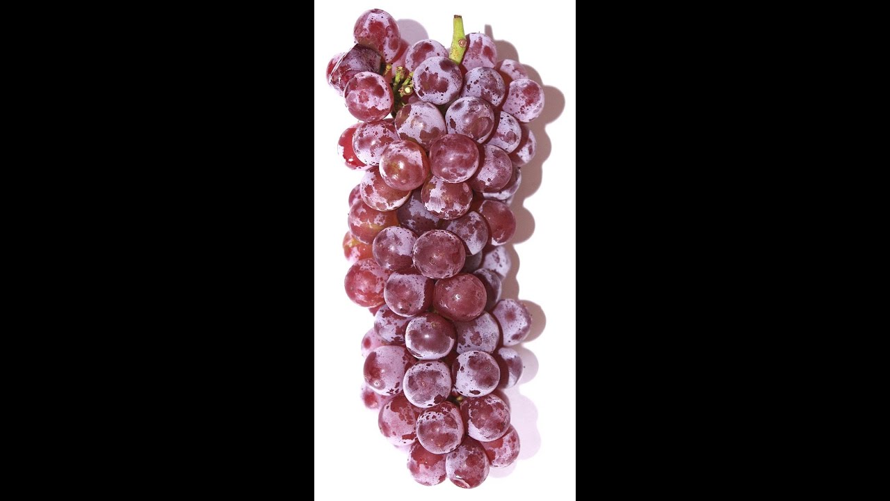 Rezisztens direkttermők (Piros Delaware, Othello, Concord) - YouTube