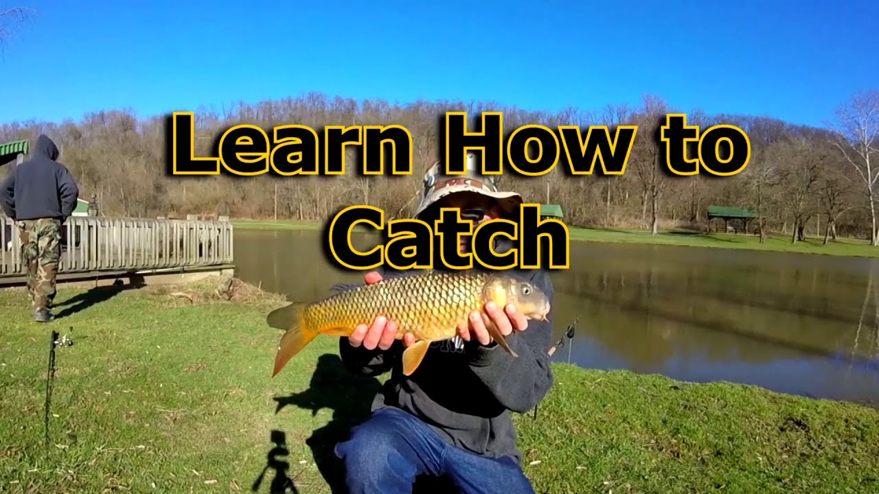 Using corn for carp - YouTube