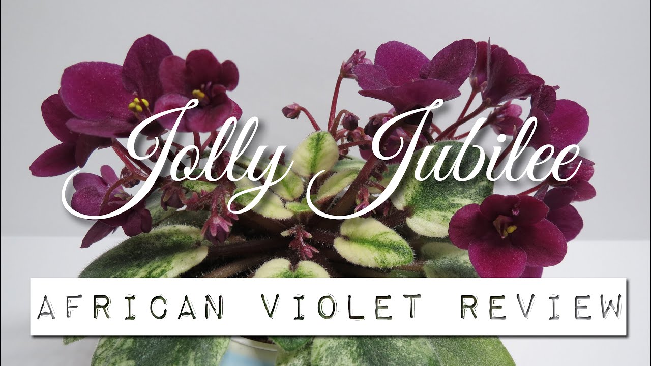 Jolly Jubilee - African Violet Review - YouTube