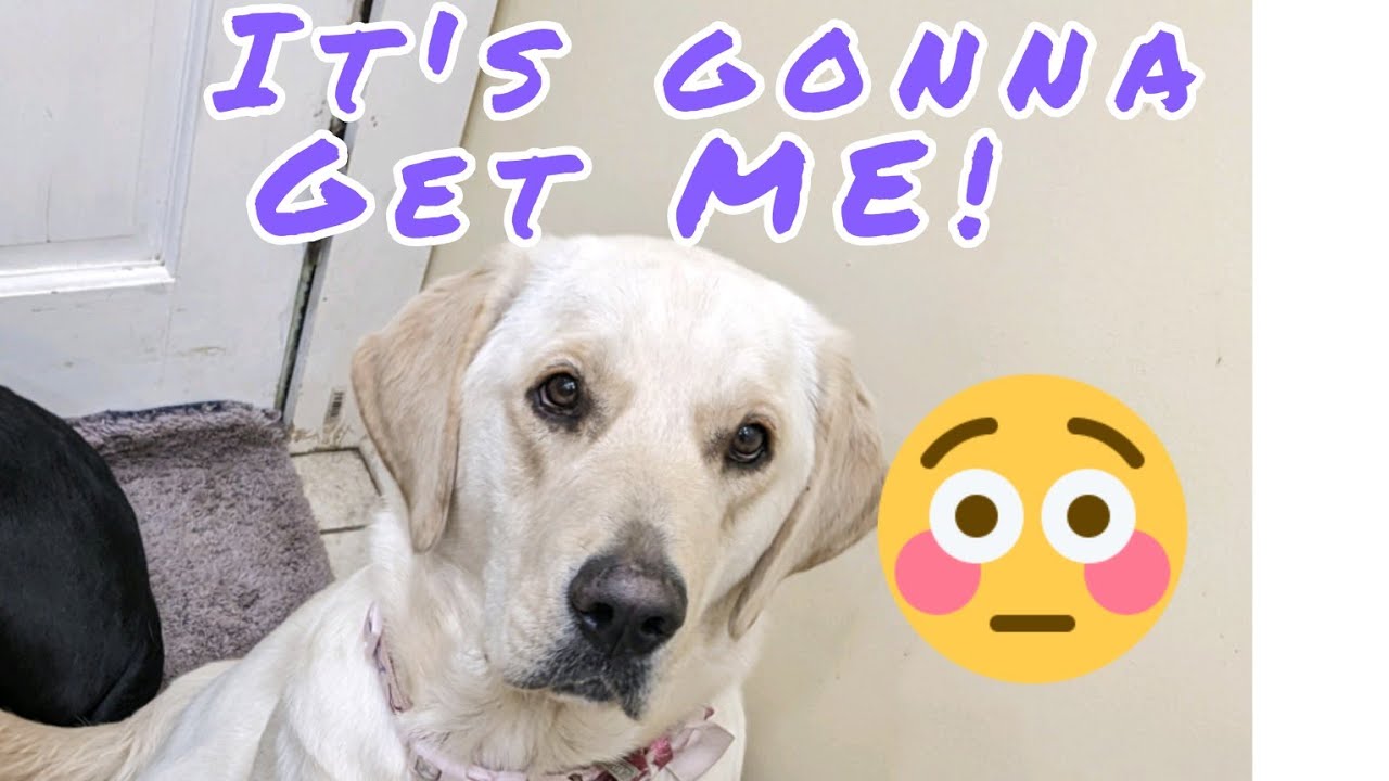 Labrador scared of German shepherd on TV. Golden retriever, Black ...