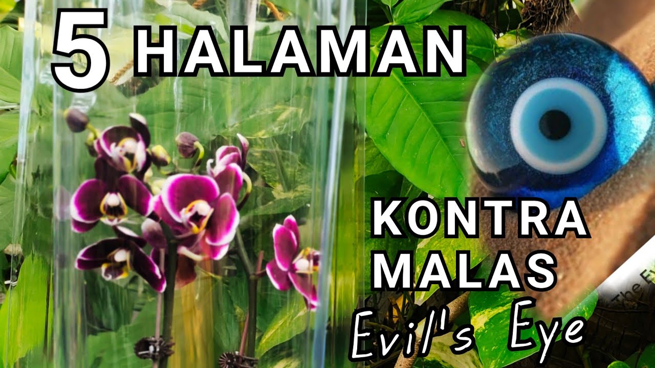 5 PLANTS THAT PROTECT US FROM EVIL EYES | FIGHTS & REPEL BAD LUCK ...