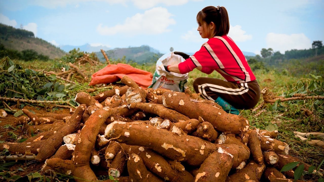 Harvesting Cassava Roots Goes market sell - make cassava cake - Cooking ...