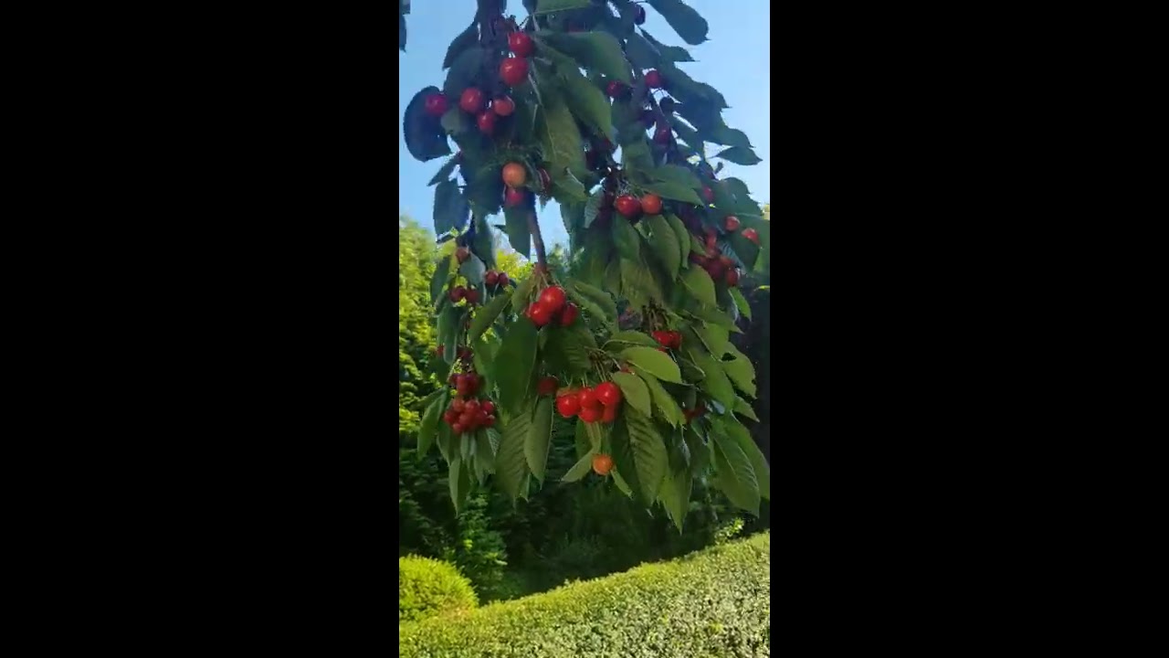 Our Big Cherry Tree - YouTube