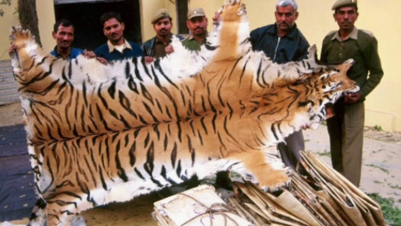 Animal Poaching PSA - YouTube