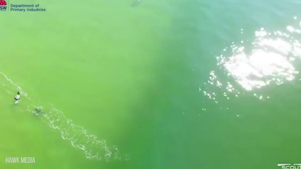 Drone Footage Shows Shark Stalking and Trying To Attack Surfer at ...