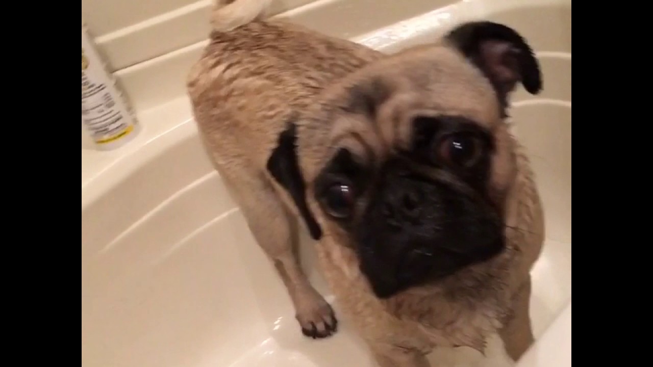 Rub a dub dub it's a pug in a tub - YouTube