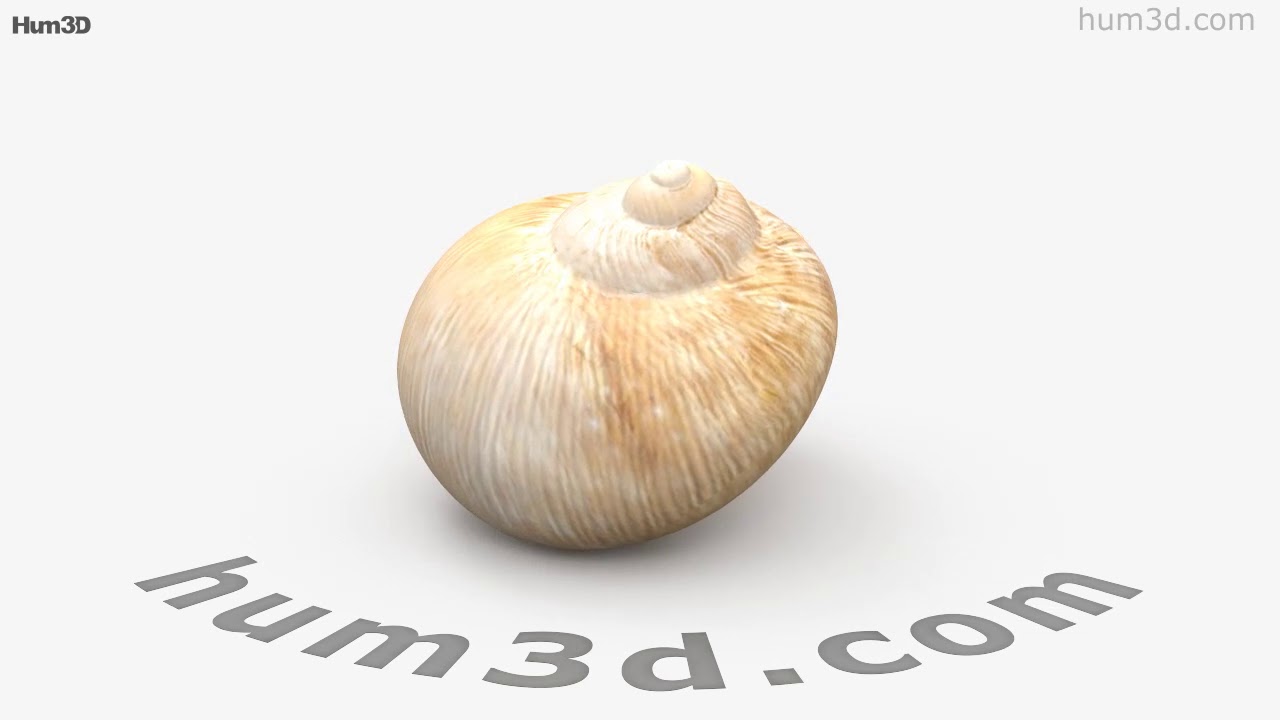 Snail Shell 3D model by 3DModels.org - YouTube