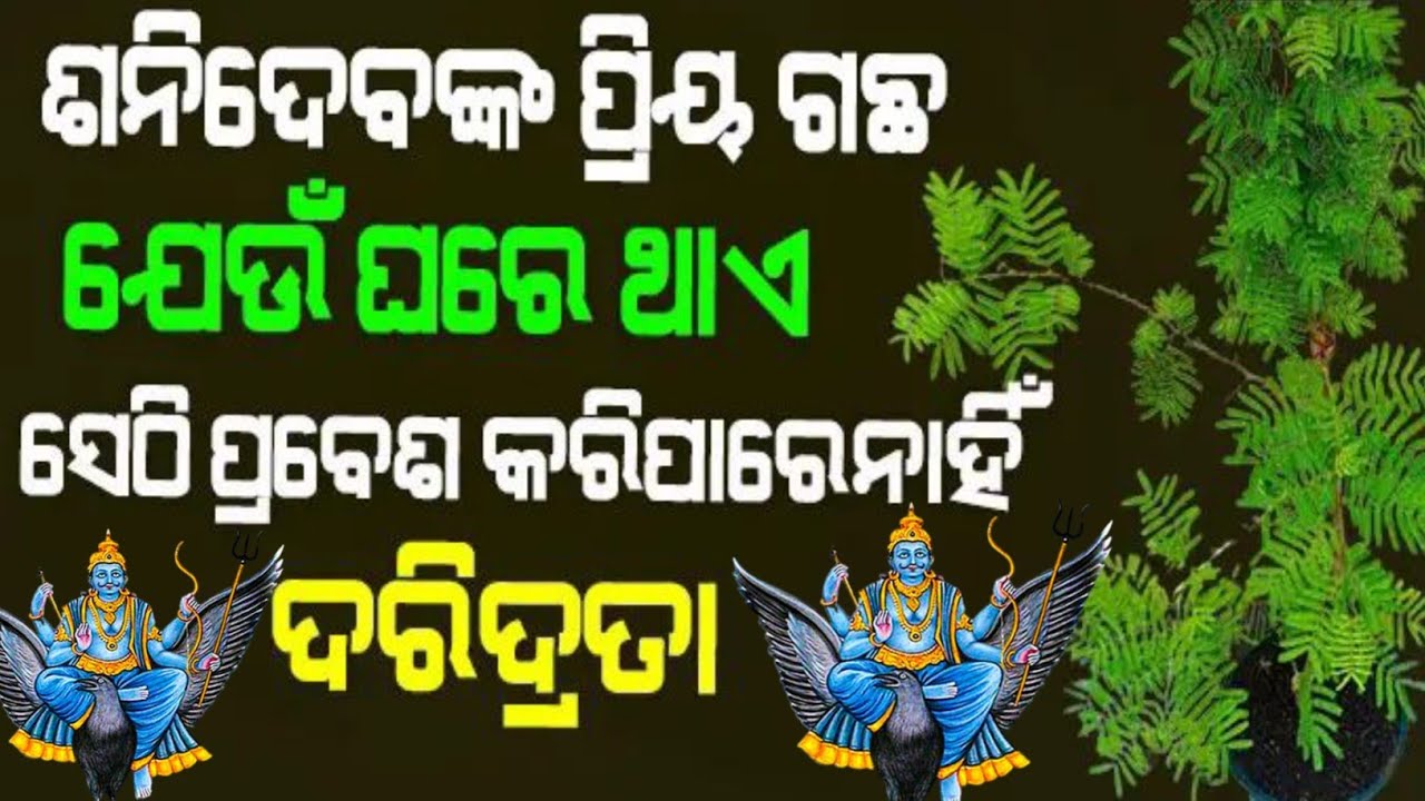 ଶନି ଦେବ ଙ୍କ ଅତିପ୍ରିୟ ଏହି ଗଛ ଯୋଉଠି ଥାଏ ସୁଖ ଆସେ|shami tree odia name ...