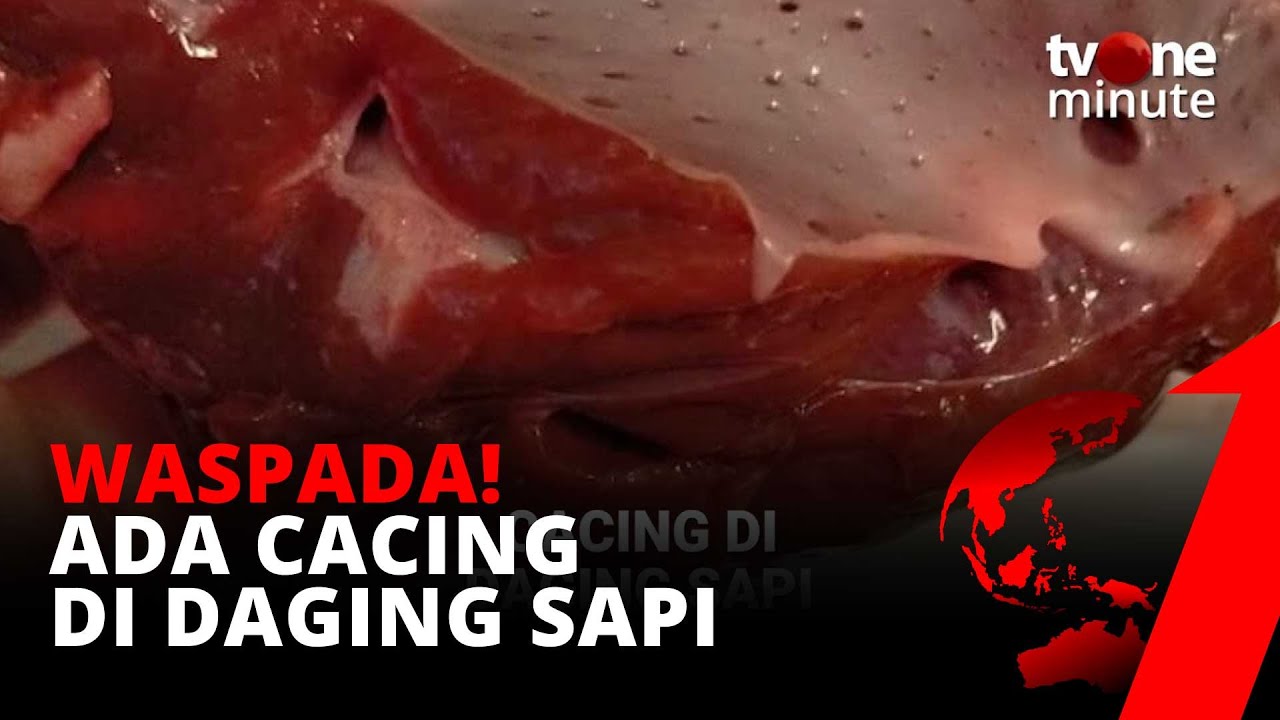 CEK DULU! Ada Cacing Berbahaya di Dalam Daging Sapi! | tvOne - YouTube