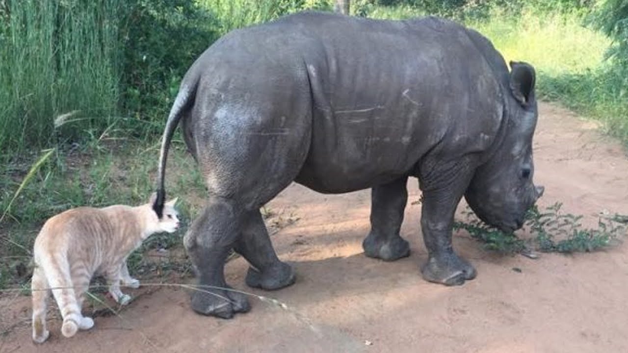 This Orphaned Baby Rhino Makes Unusual Best Friends On Her Road To ...