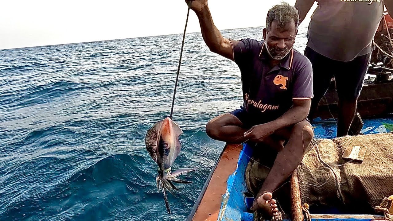 Catching Plenty of Squid Fish in the Sea - YouTube