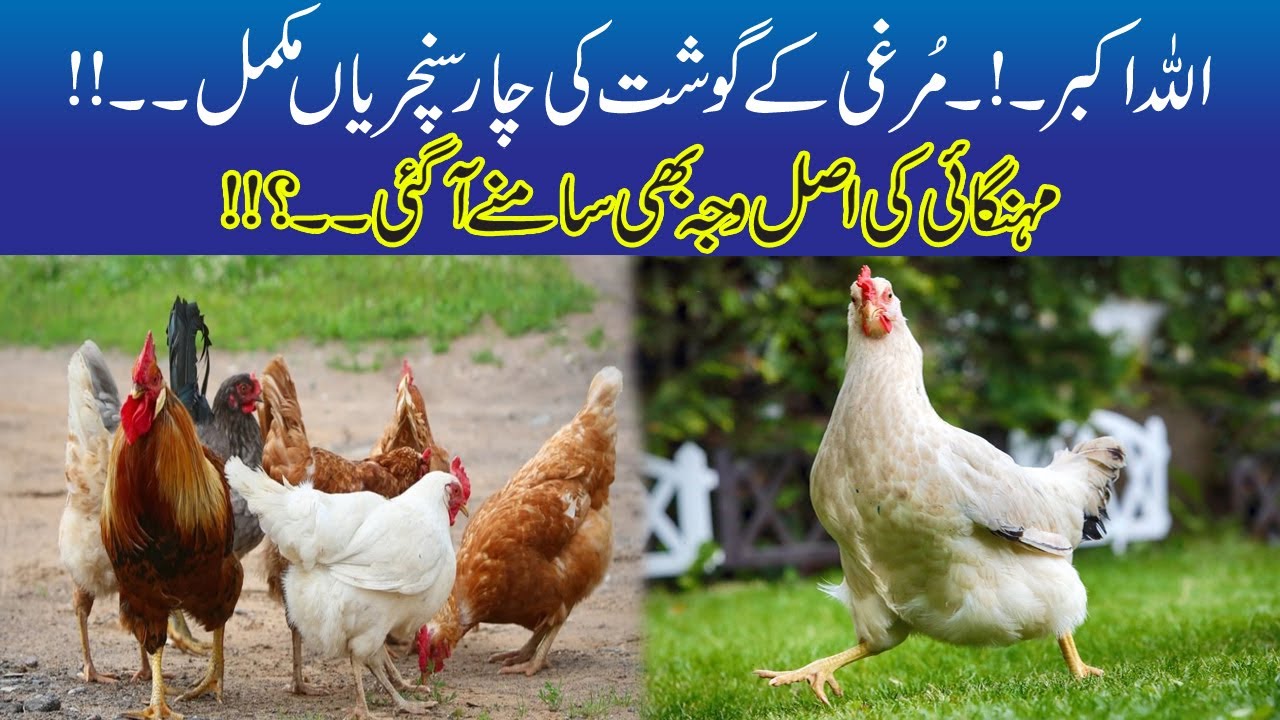 Allah Akbar | Chicken Meat Breaks All Its Records | Price Increase ...