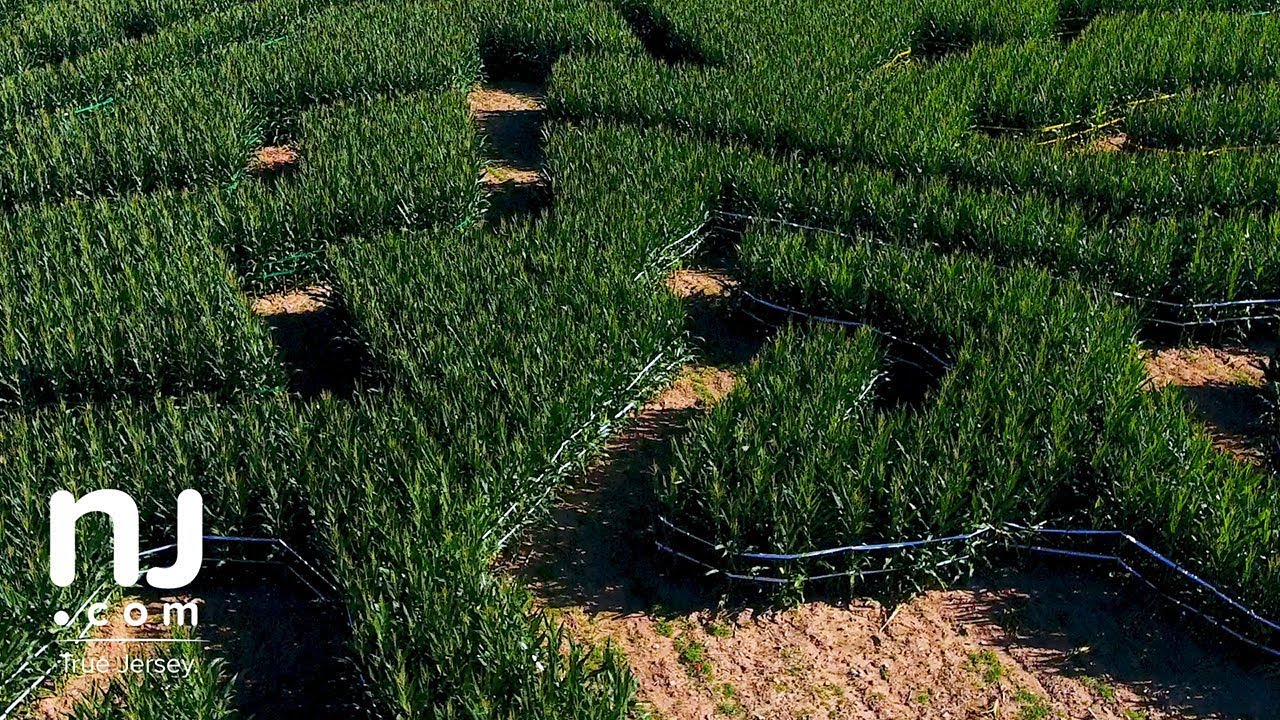 Massive corn maze pays tribute to Thomas Edison - YouTube