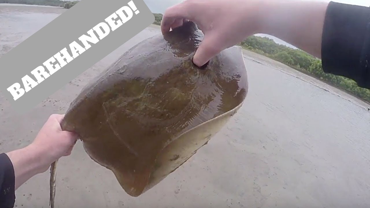 Catching stingrays - Barehanded!!! - YouTube