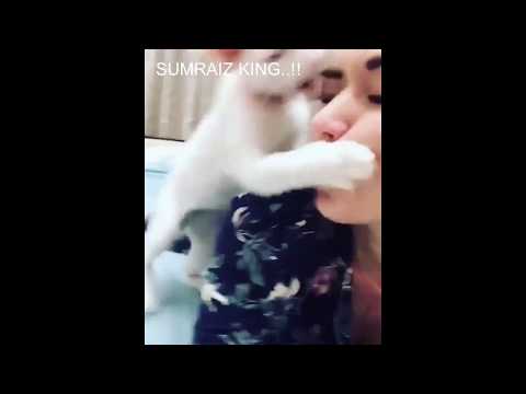 BEWAFA NEW CAT whatsapp status video NEW 2019