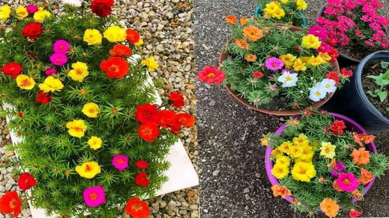 Jardín de flores de mañanitas o plantas de portulaca grandiflora - YouTube