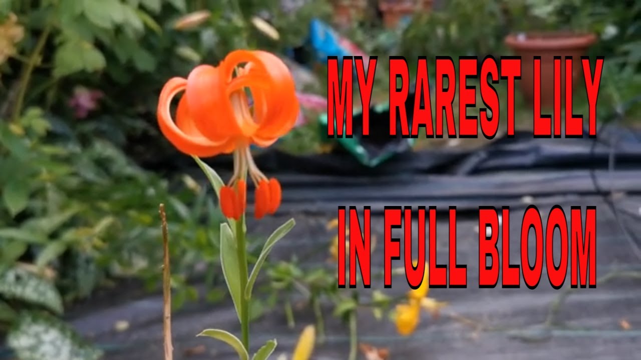 Lilium chalcedonicum, one of the rarest lilies with brilliant orange ...