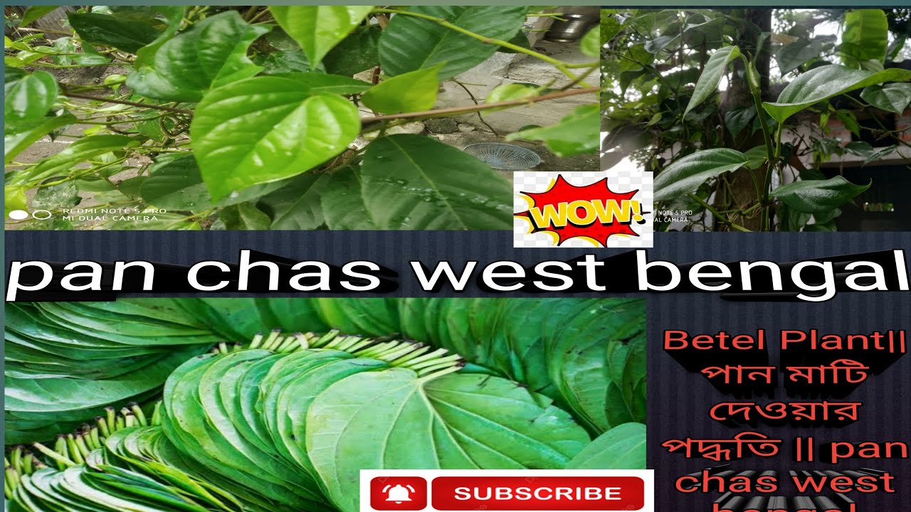 pan chas|| pan gach || পান গাছ||Betel Plant|| পান মাটি দেওয়ার পদ্ধতি ...