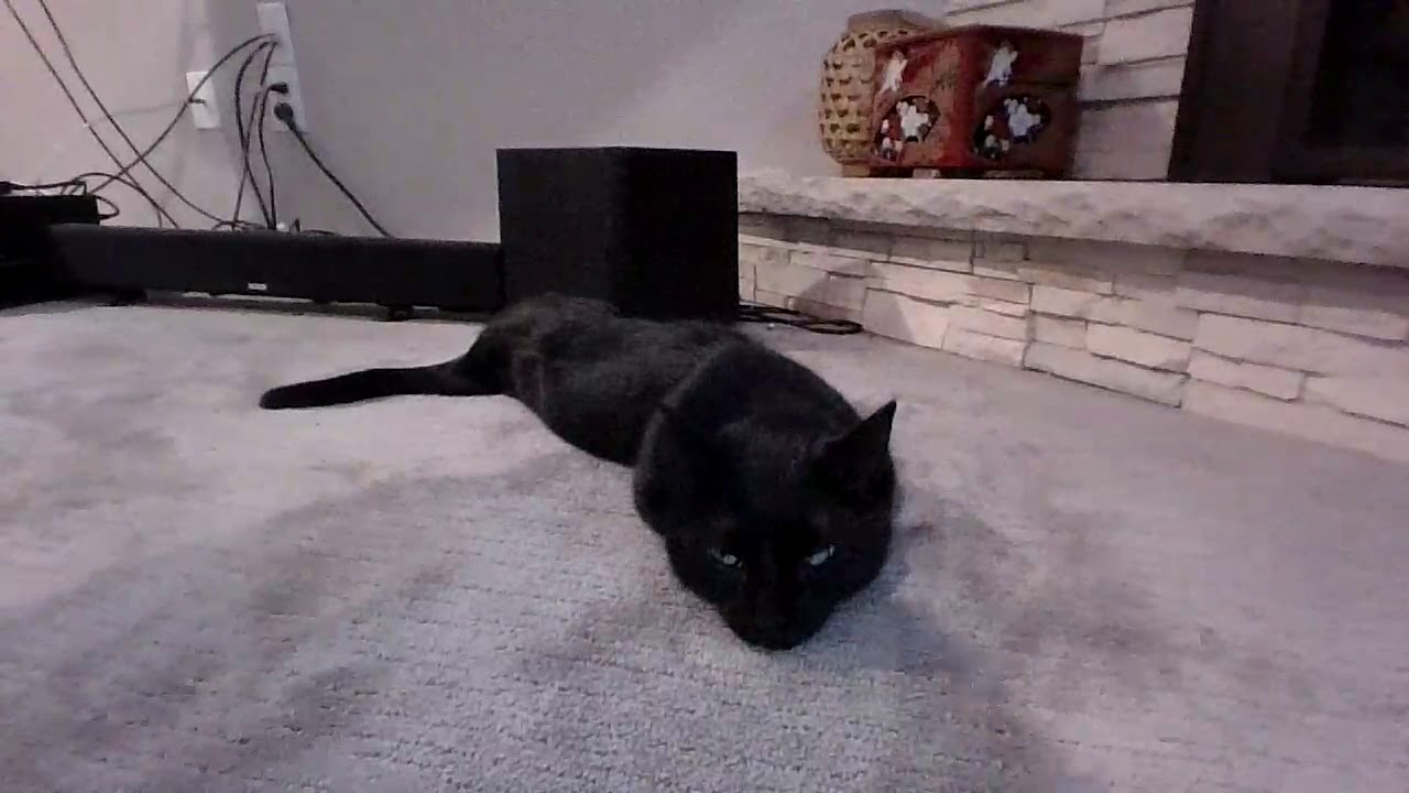 sleepy kitty 2 - YouTube