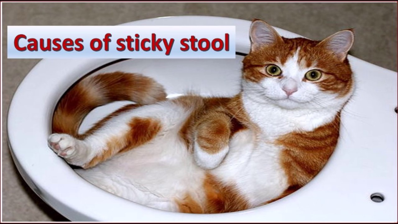 Causes Of Sticky Stool YouTube