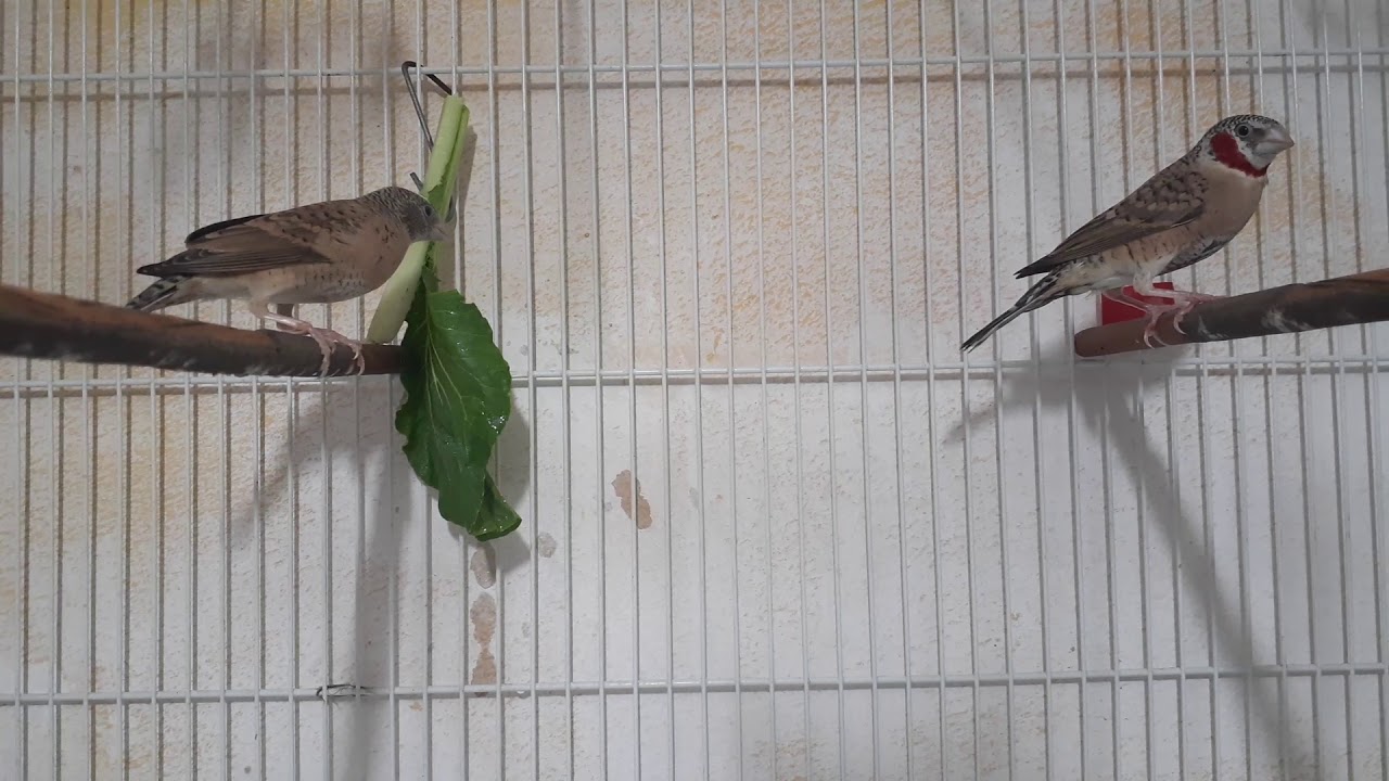 Cut-throat finch (Amadina fasciata) - YouTube