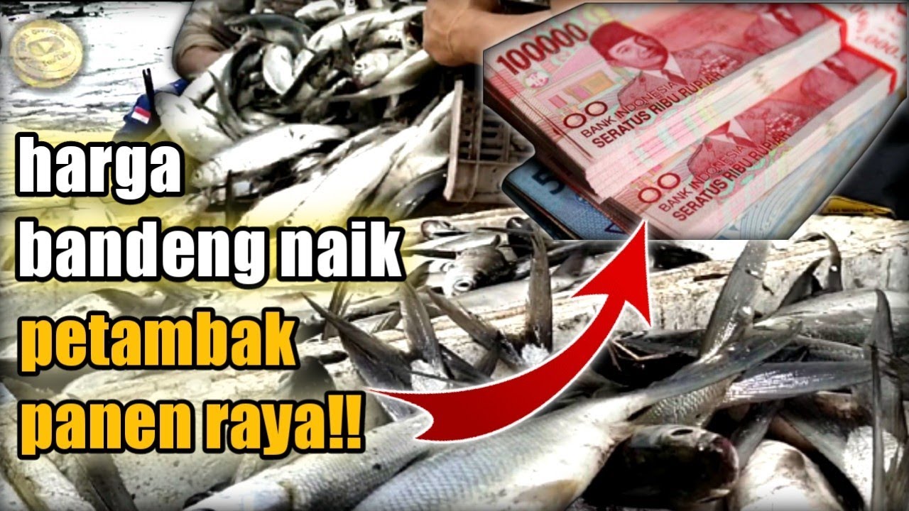 panen ikan bandeng di tambak tradisional hasil melimpah⁉️budidaya ikan ...