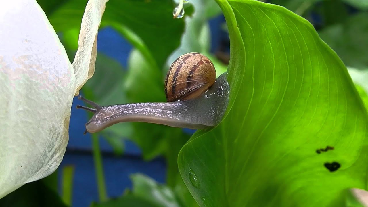speedy snail - YouTube