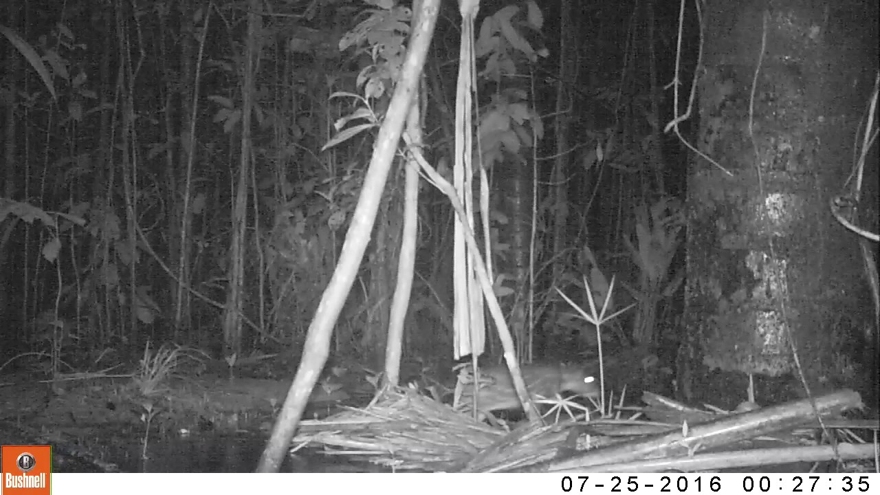 Cuniculus paca (Spotted Paca - Lapa o Borugo). Cámara trampa - YouTube